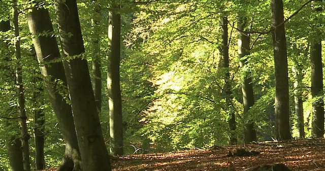 Forest management cannot keep pace with climate change impact on ...