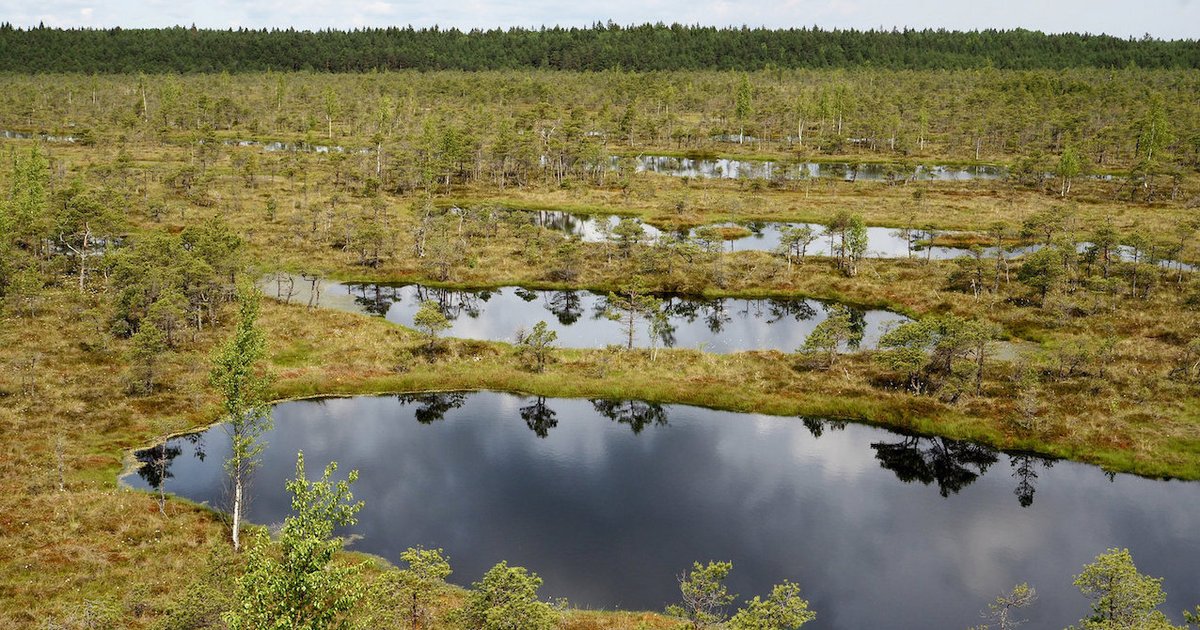 It may take several decades for rewetted agricultural peat soils to ...