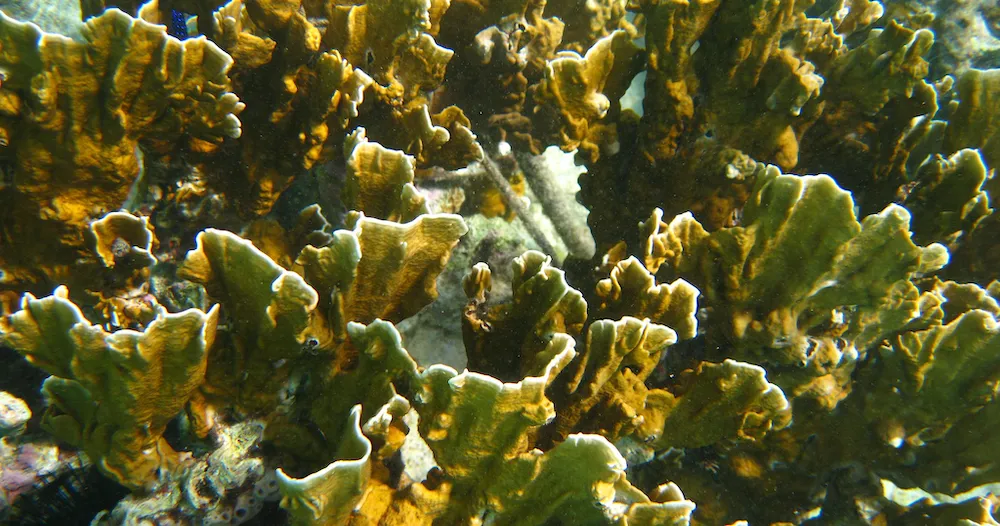 Atlantic reefs will lose their role in flood protection - ClimateChangePost