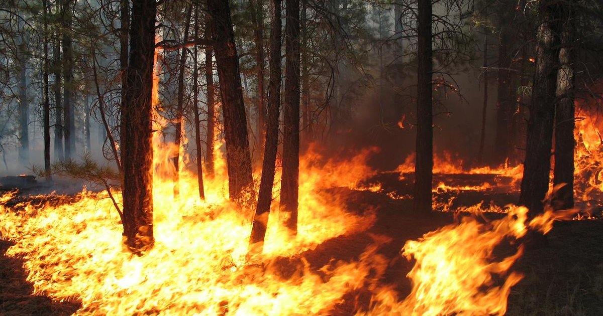 Climate change is increasing the number of devastating forest fires ...
