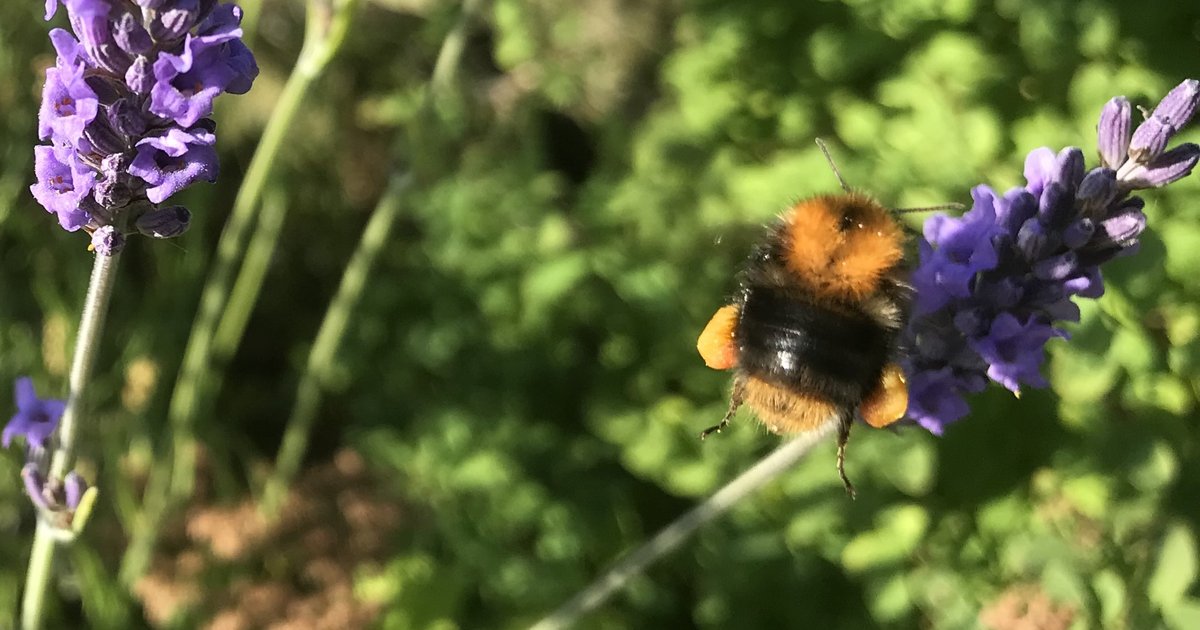 Insect biodiversity is changing because of agriculture and climate ...