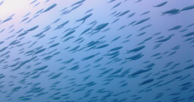 Mackerel migrating to the north: the first climate change related ...