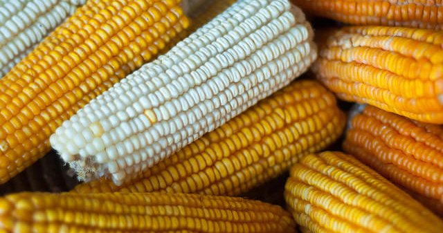 Global warming will reduce global yields of maize and soybean ... Global warming will reduce global yields of maize and soybean ...