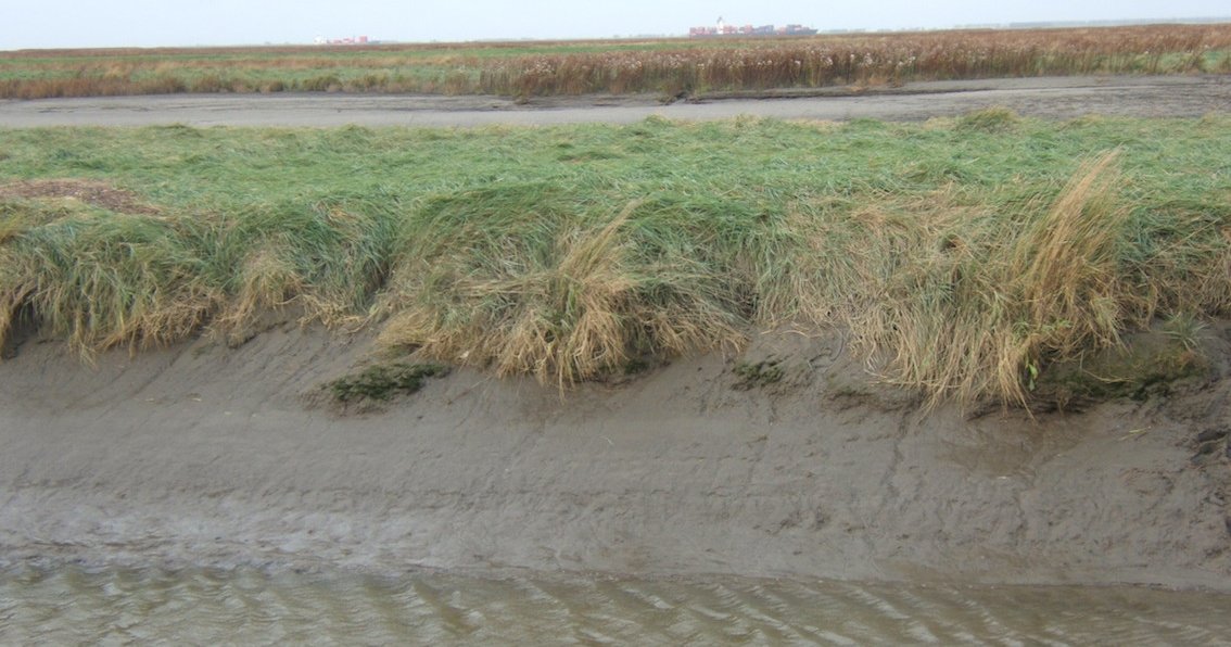 Salt marshes will survive sea level rise - ClimateChangePost
