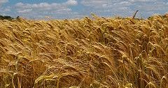 More frequent adverse weather conditions for European wheat production ...